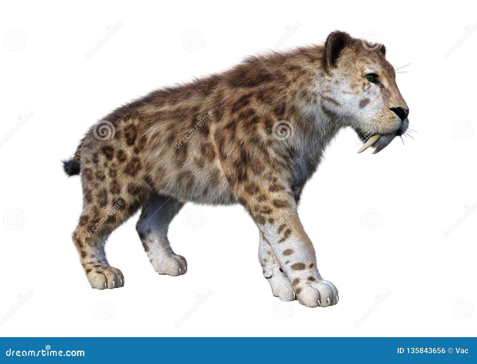 White Saber Toothed Tiger