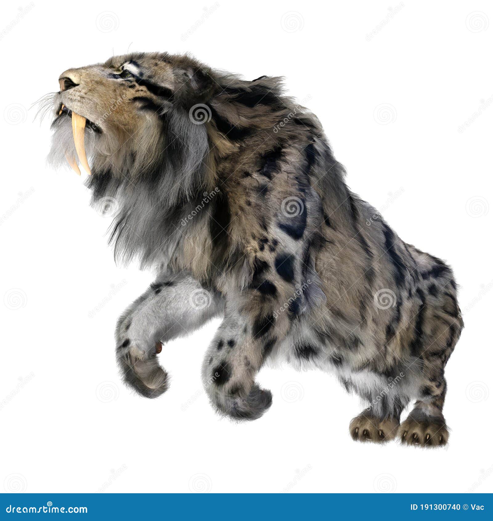 3D Rendering Sabertooth Tiger On White Stock Image | CartoonDealer.com ...