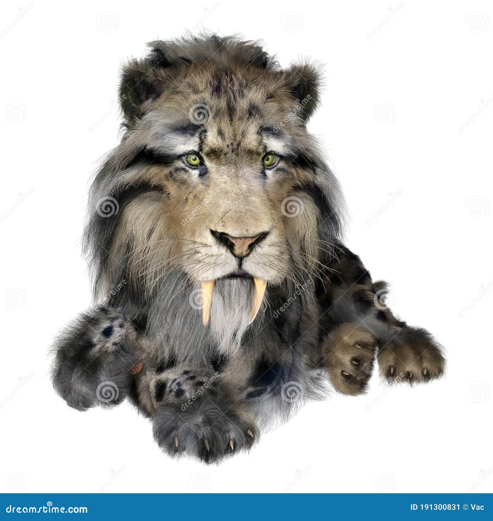 3D Rendering Sabertooth Tiger On White Royalty-Free Stock Photography ...