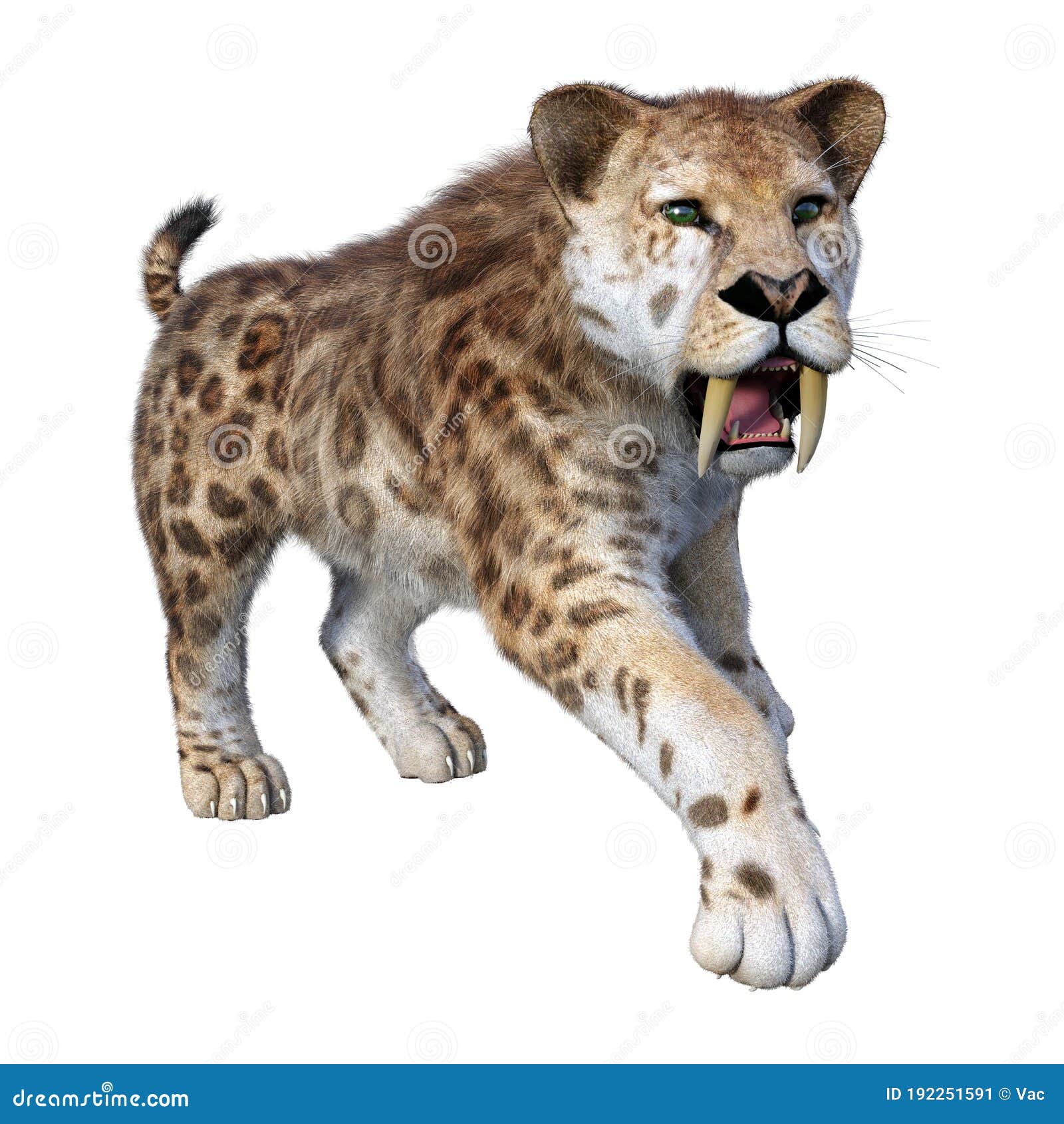 Sabertooth Tiger Head For Patch Design Or Sport Teams Logos Royalty ...