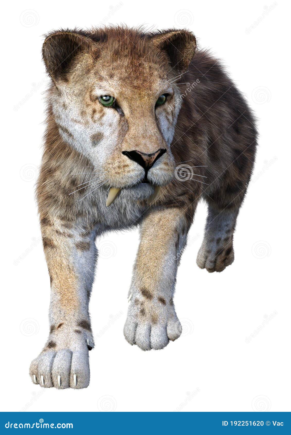 3D Rendering Sabertooth Tiger on White Stock Illustration ...