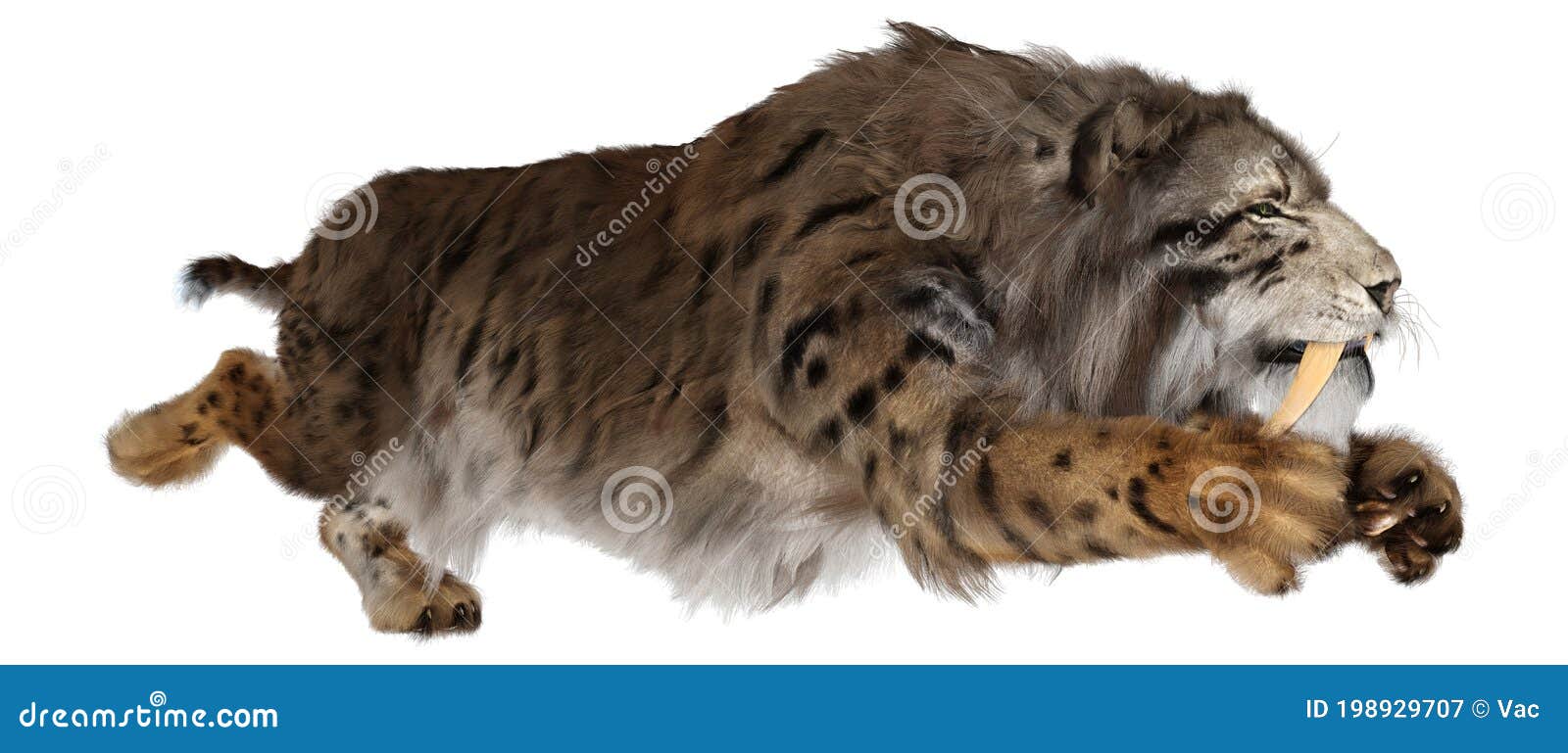 3D Rendering Sabertooth Tiger On White Royalty-Free Stock Photography ...
