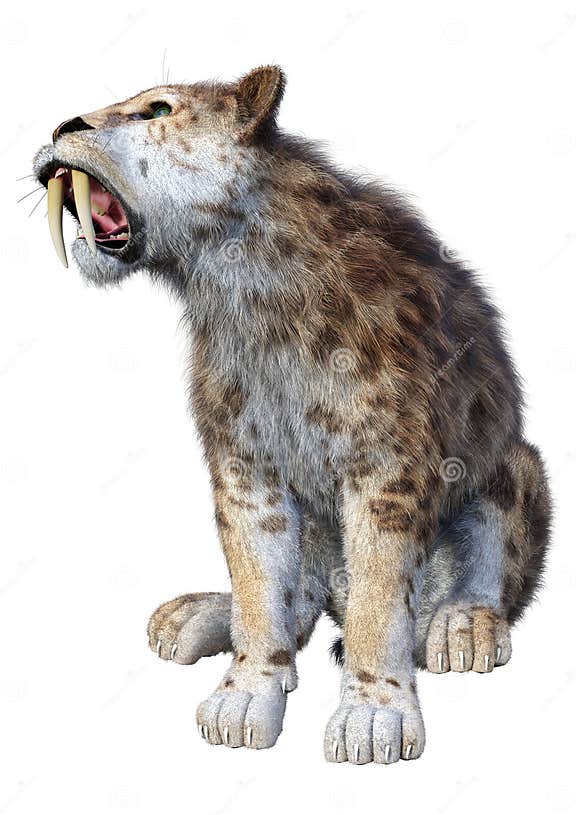 3D Rendering Sabertooth Tiger on White Stock Illustration ...