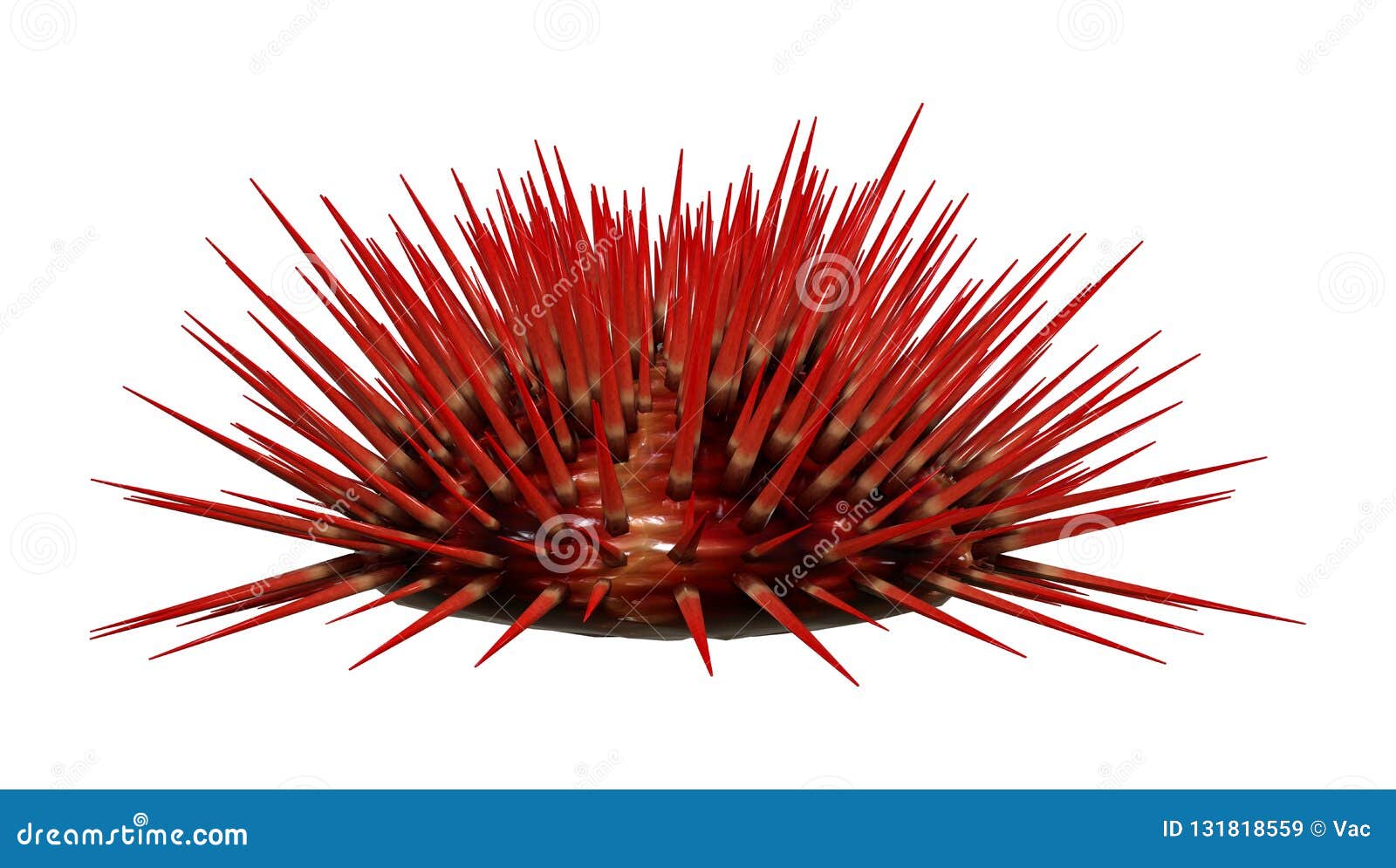3D Rendering Sea Urchin on White Stock Illustration - Illustration of ...