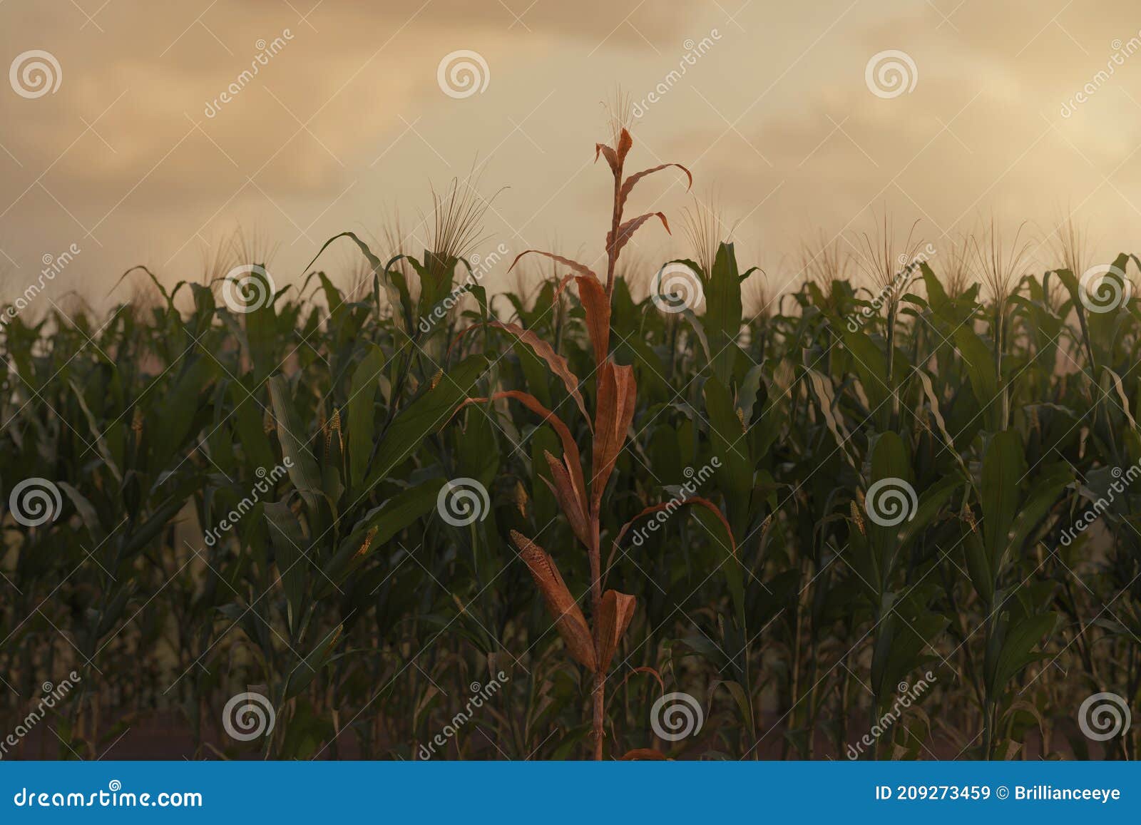 3d Rendering Of Withered Corn Field With Aisle In Spherical Shape ...