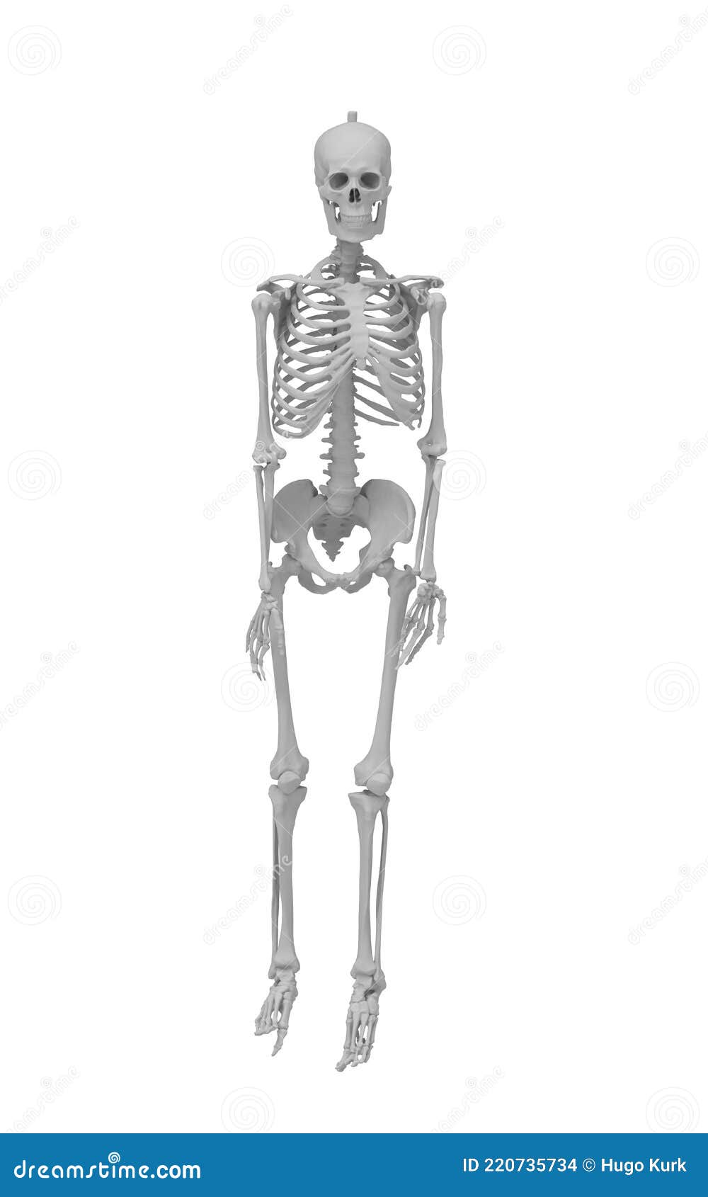 3d Rendering of a Skeleton Portrait Isolated on a White Background ...