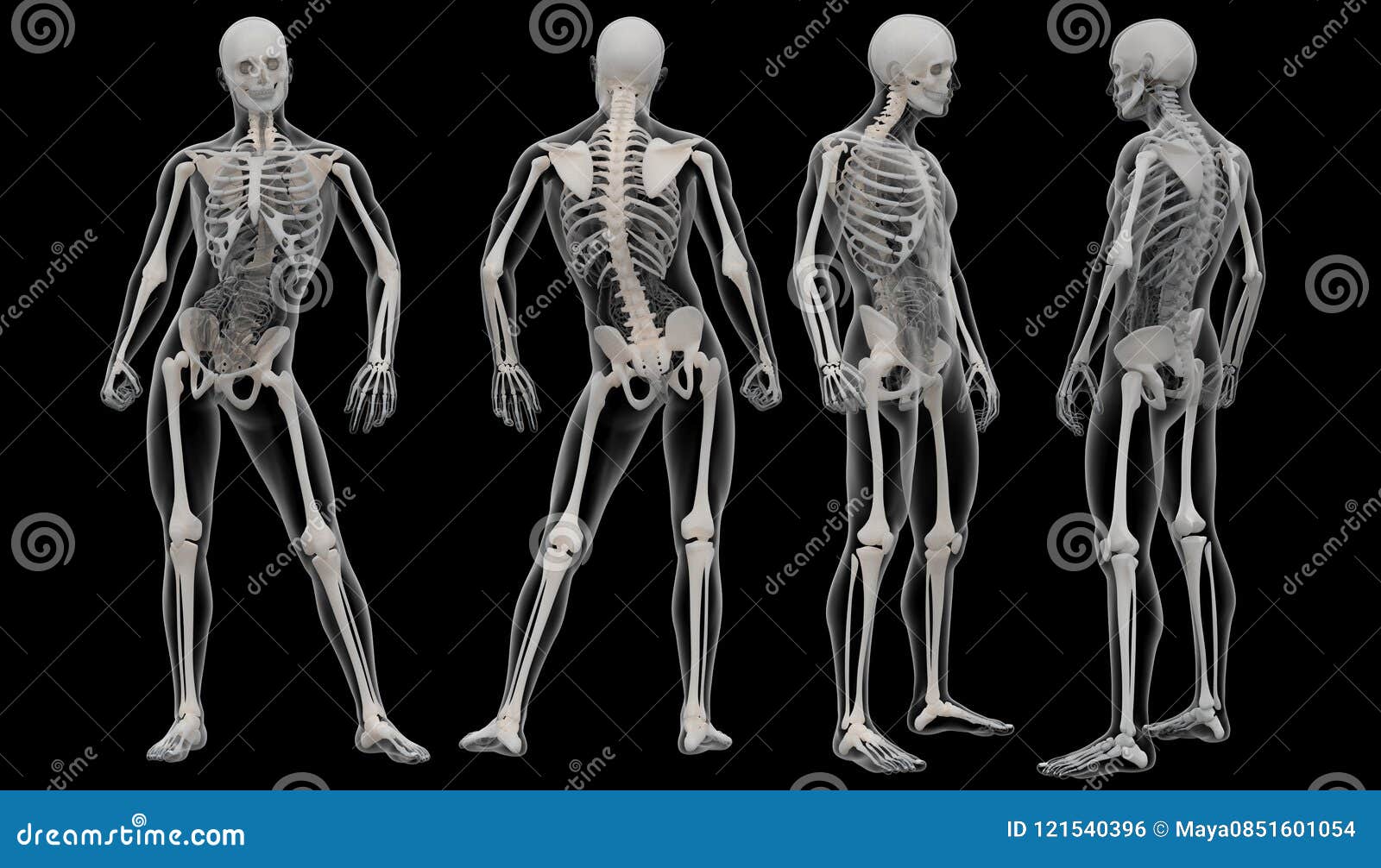 3d rendering skeleton stock illustration. Illustration of physical ...