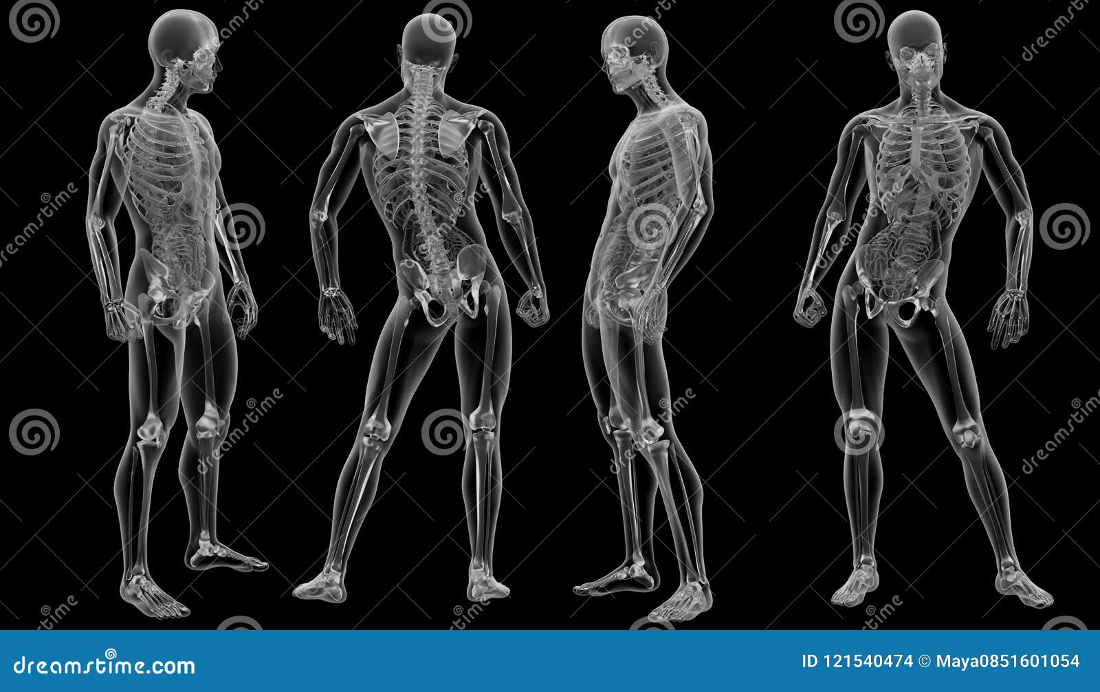 3d rendering skeleton stock illustration. Illustration of joints ...