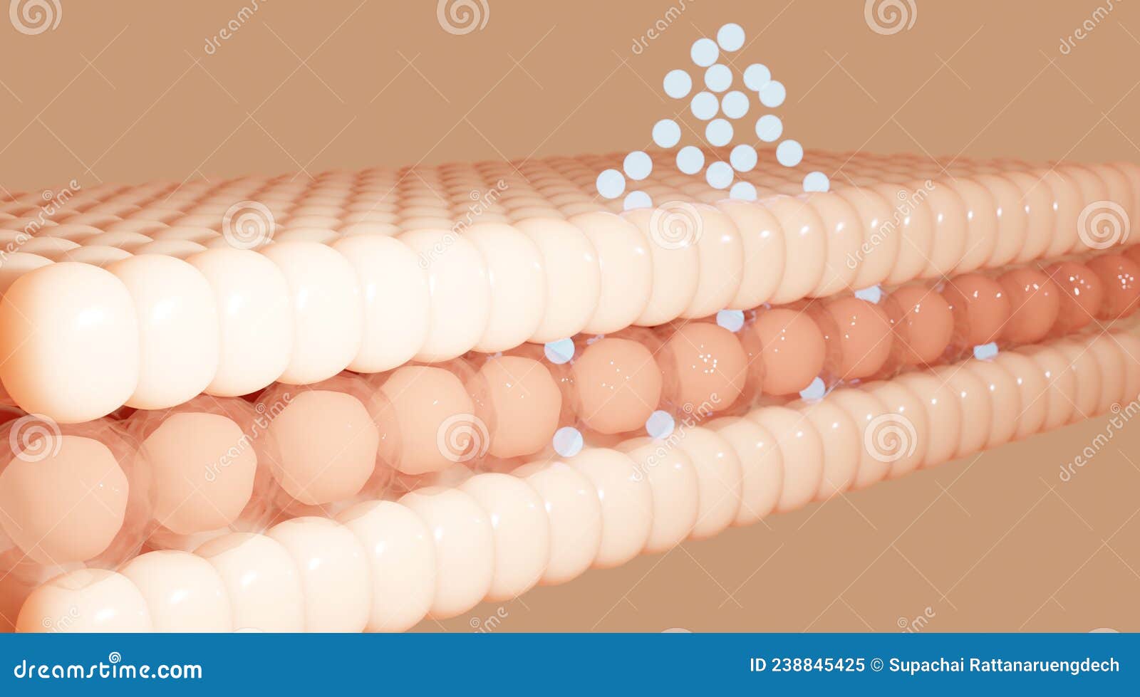 3D Rendering the Skin Structure Layer Microstructure Stock Illustration ...