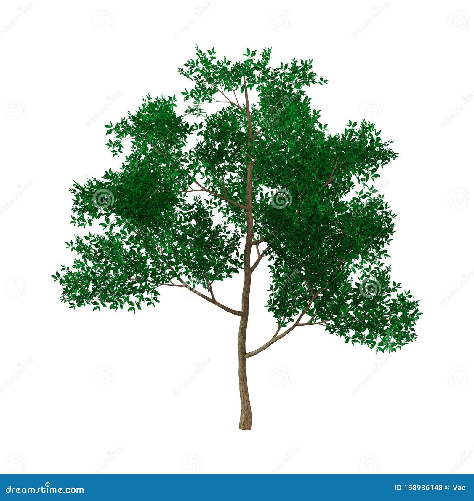Small Green Tree Stock Illustrations – 37,844 Small Green Tree Stock ...