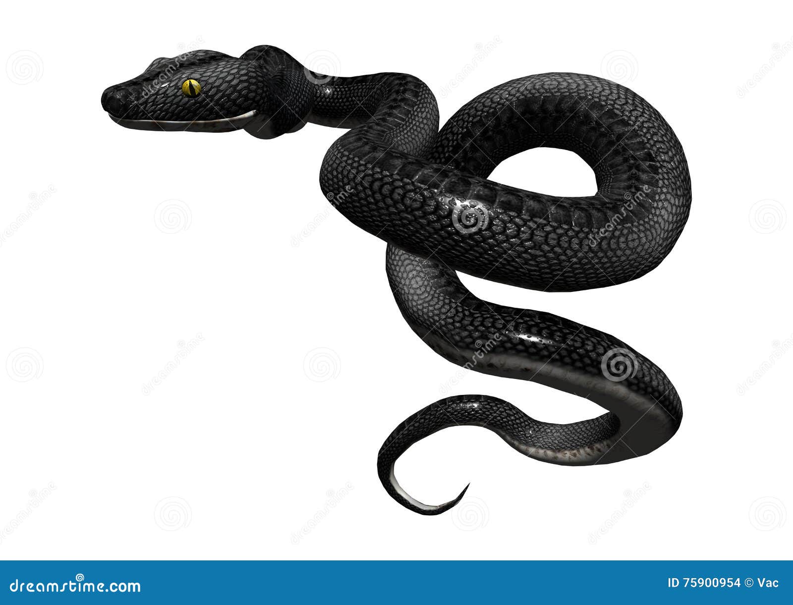 3D Rendering Southern Black Racer on White Stock Illustration ...