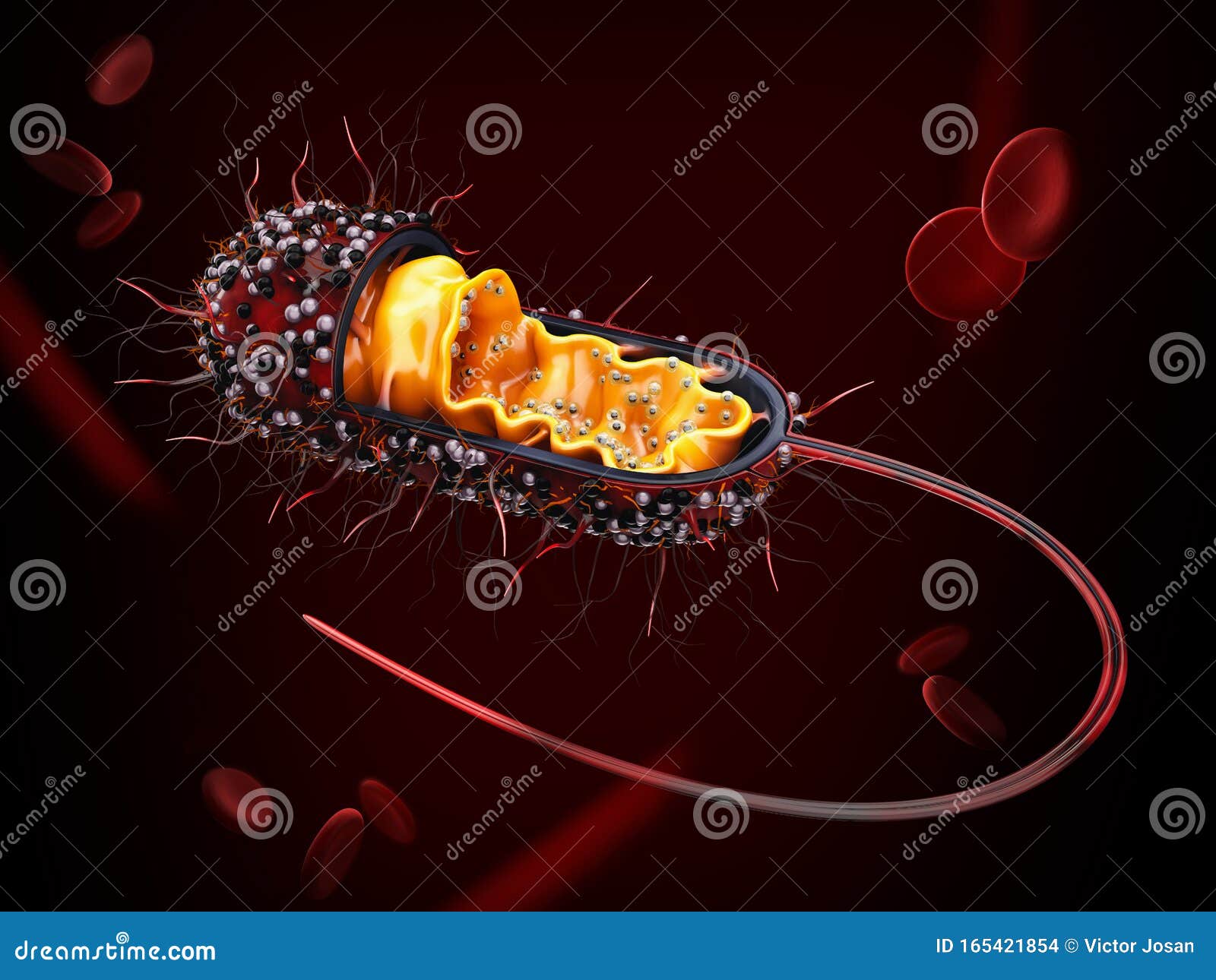 3d Rendering of Structure of a Bacterial Cell, Clipping Path Included ...