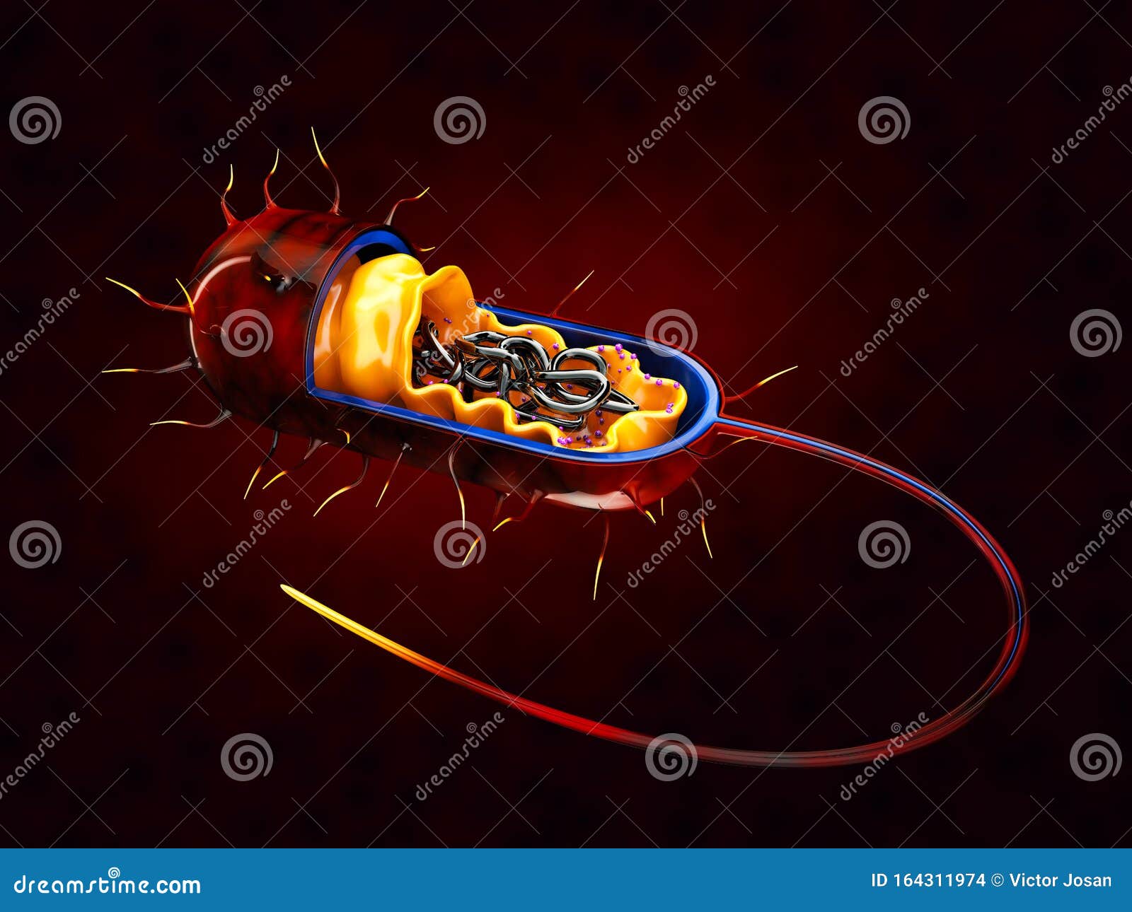 Structure Of A Bacterial Cell Cartoon Vector | CartoonDealer.com #26335123