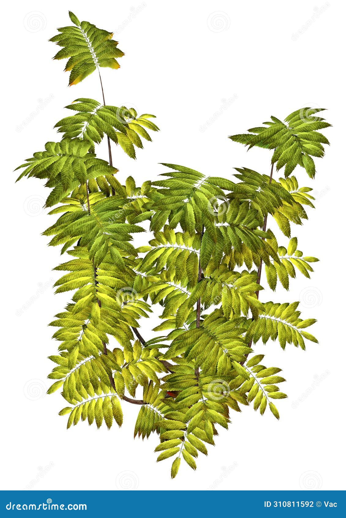 3D Rendering Sumac Plant on White Stock Illustration - Illustration of ...