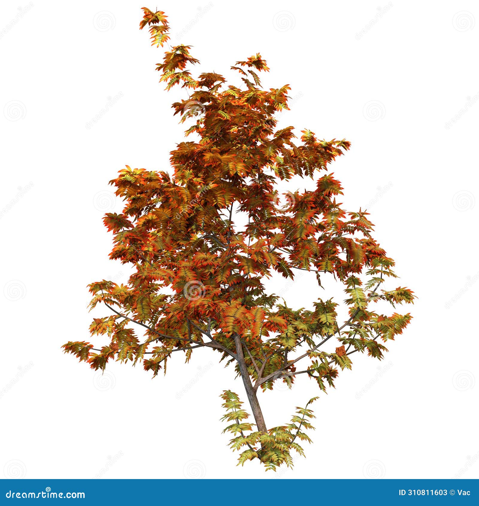3D Rendering Sumac Tree on White Stock Illustration - Illustration of ...