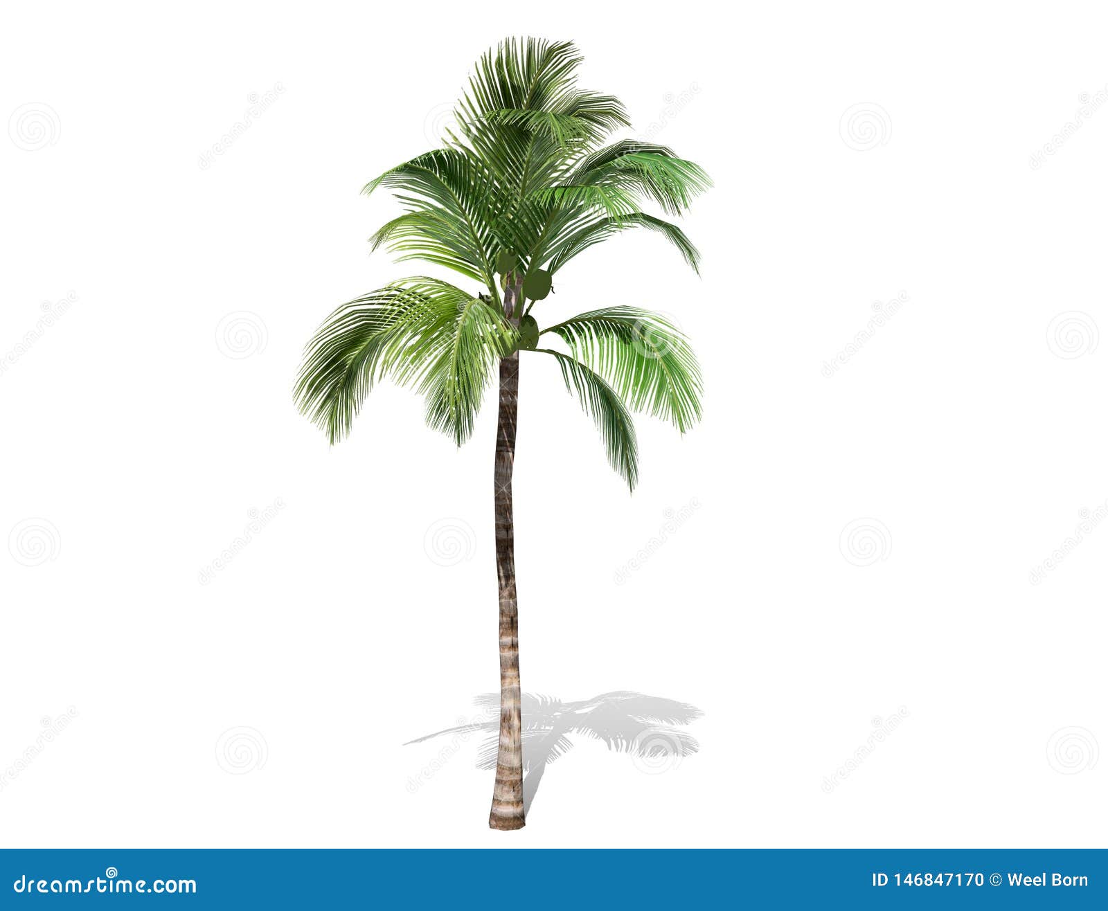 3D Rendering - a Tall Coconut Tree Isolated Over a White Background ...
