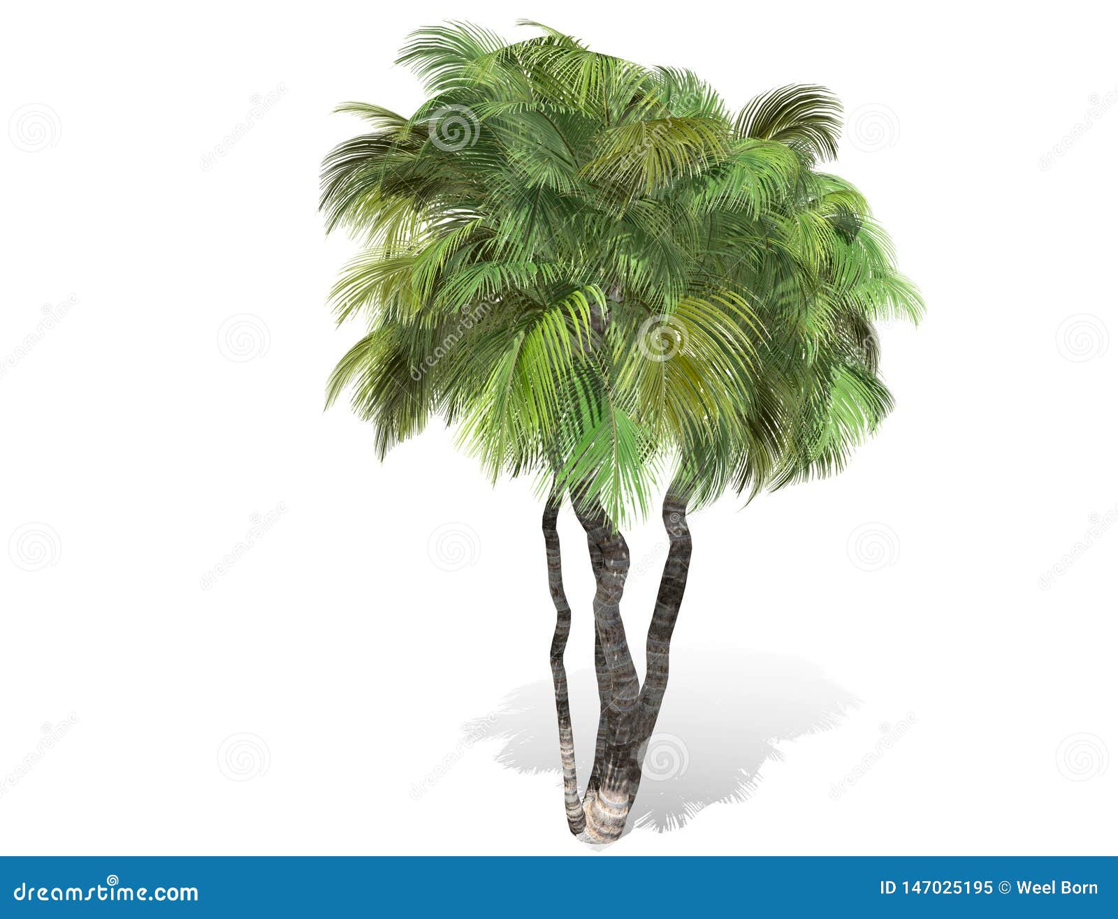 3D Rendering - Tall Coconut Tree Isolated Over a White Background Stock ...