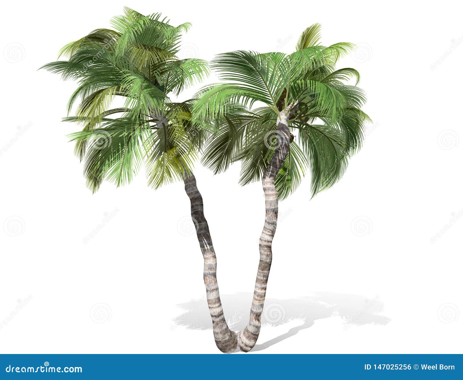 3D Rendering - Tall Coconut Tree Isolated Over a White Background Stock ...