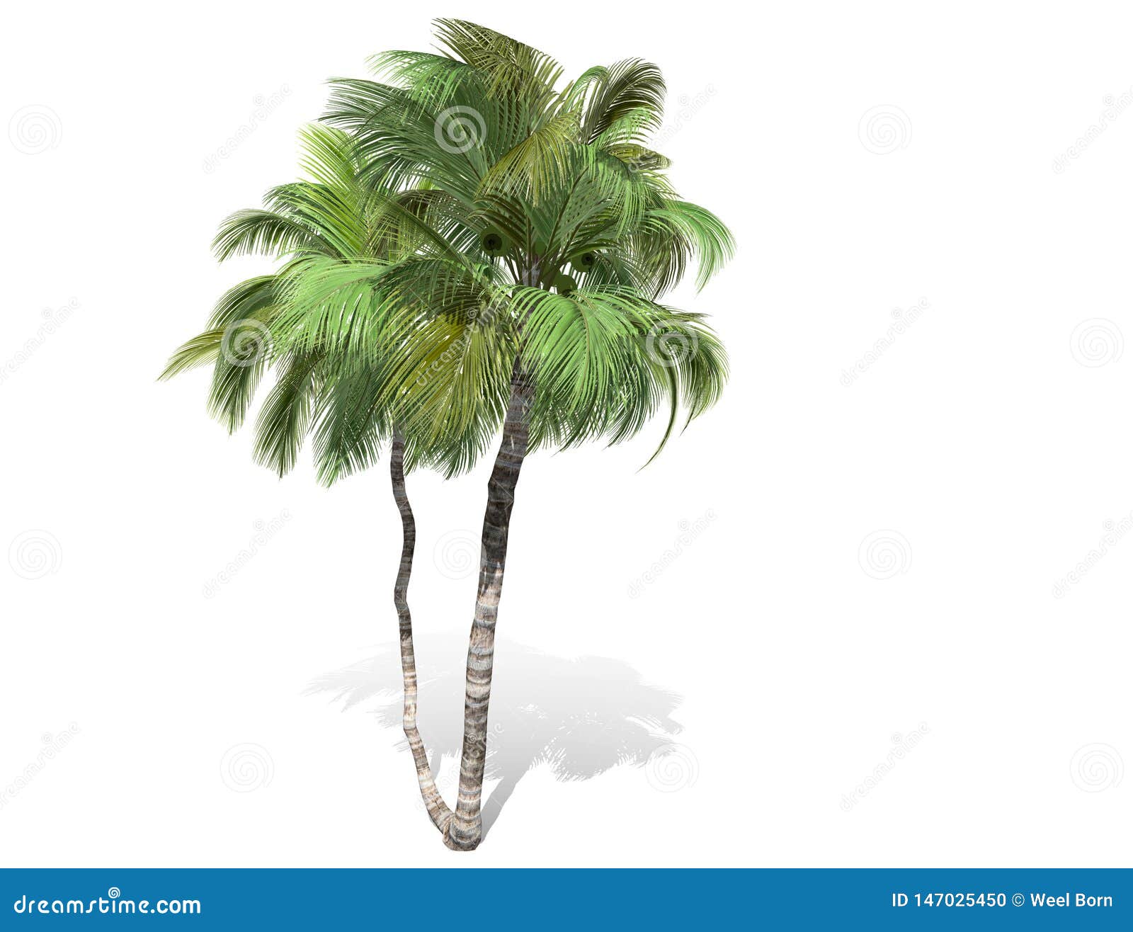 3D Rendering - Tall Coconut Tree Isolated Over a White Background Stock ...