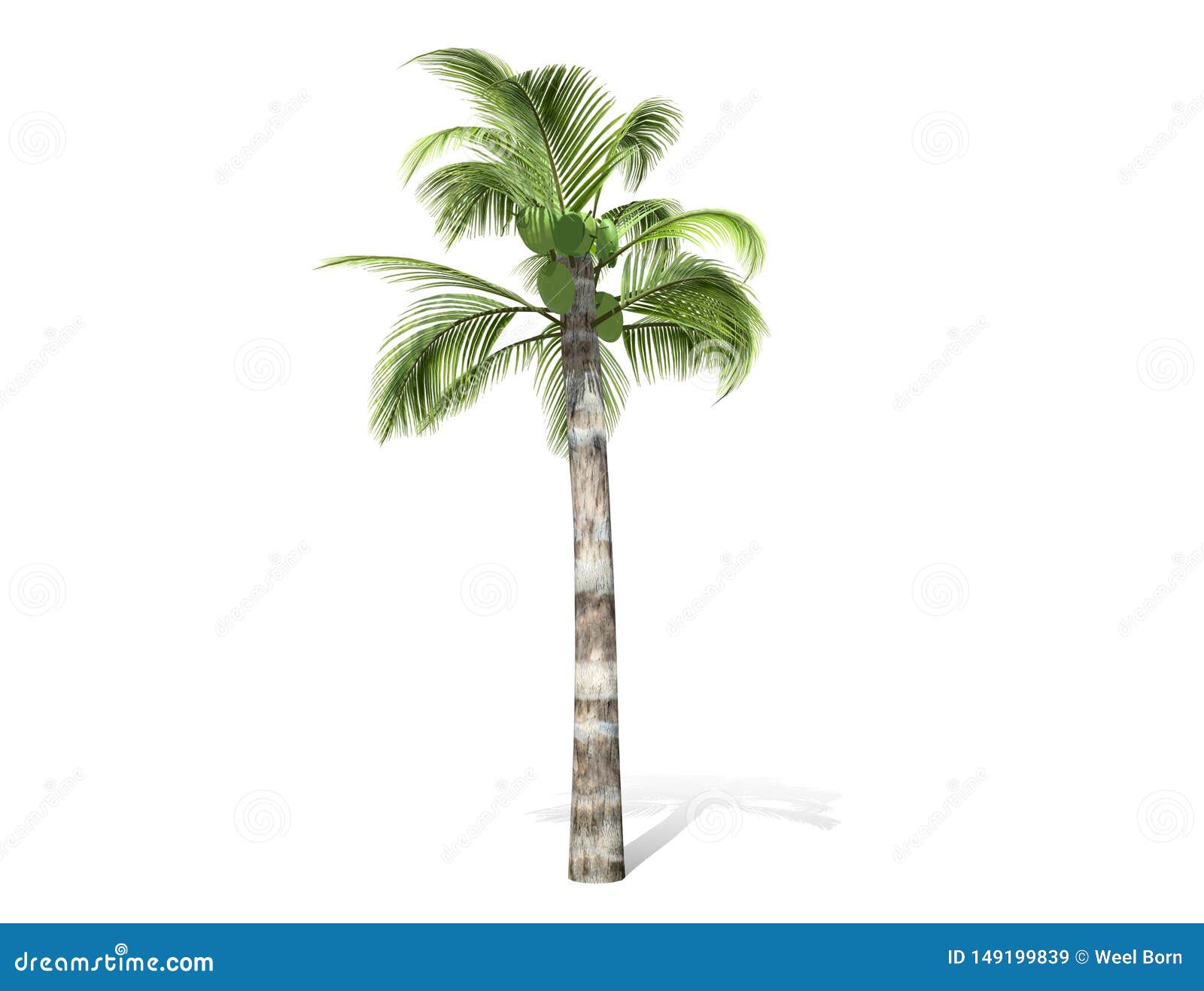 3D Rendering - Tall Coconut Tree Isolated Over a White Background Stock ...
