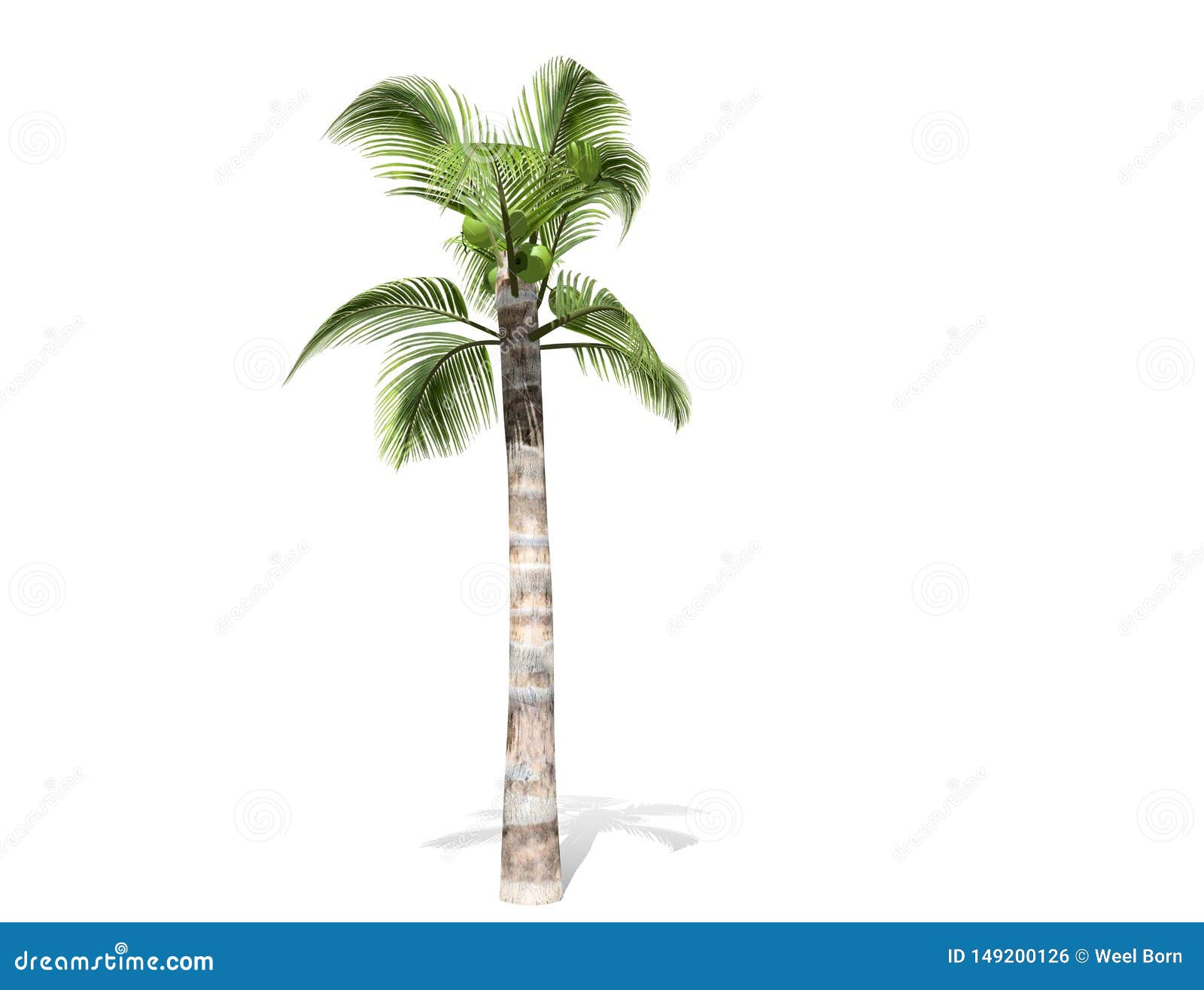 3D Rendering - Tall Coconut Tree Isolated Over a White Background Stock ...