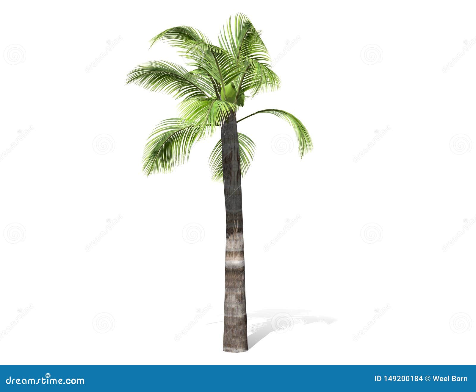3D Rendering - Tall Coconut Tree Isolated Over a White Background Stock ...