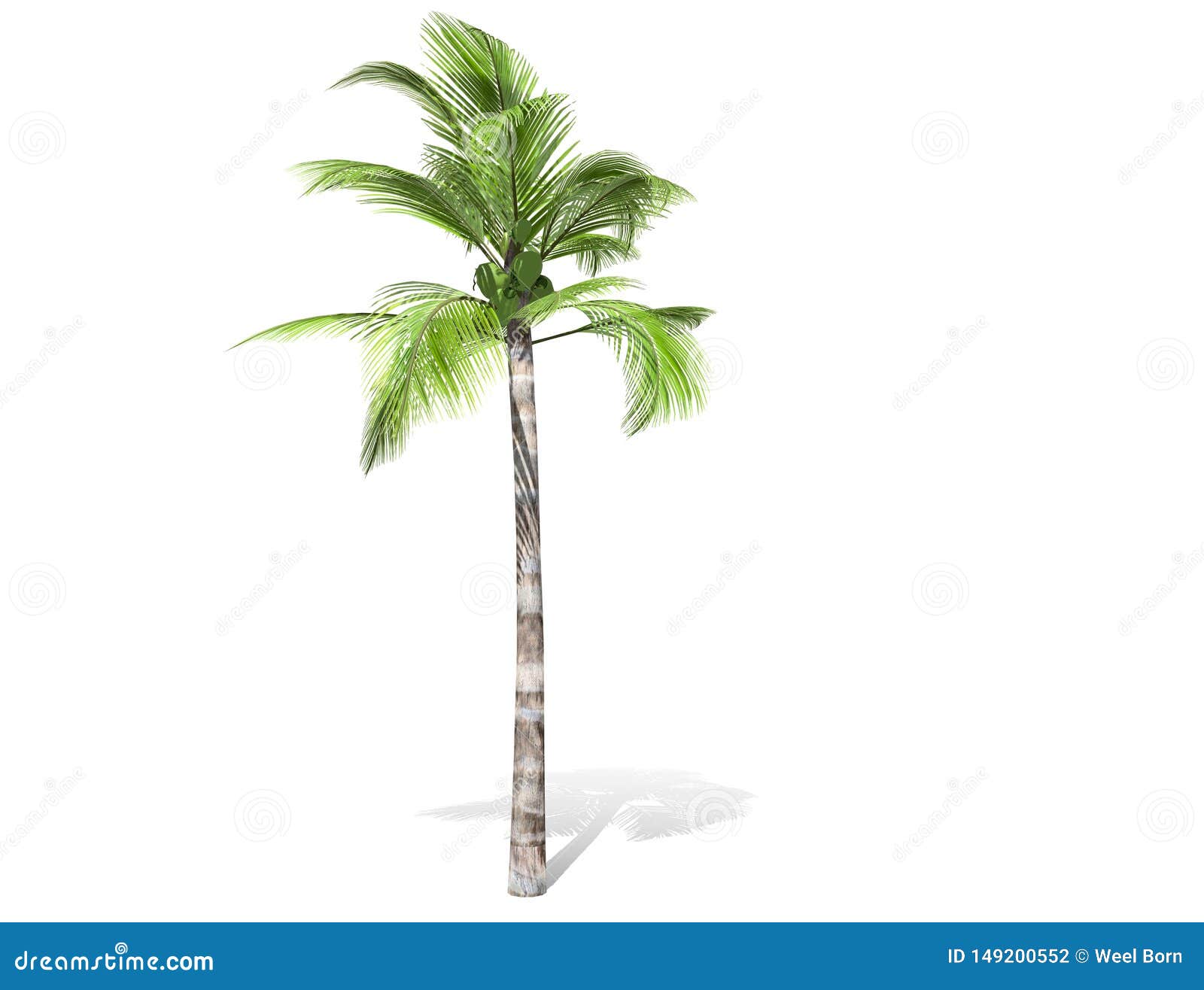3D Rendering - Tall Coconut Tree Isolated Over a White Background Stock ...