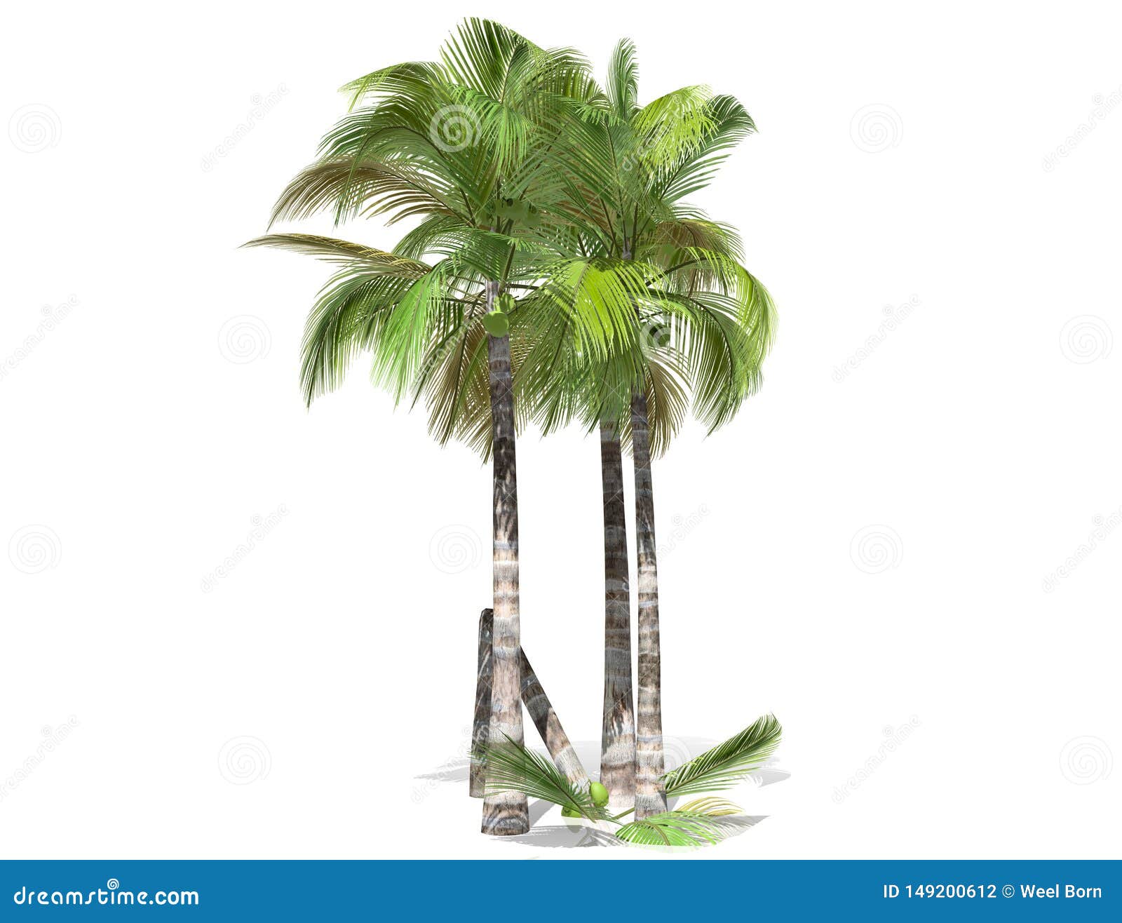 3D Rendering - Tall Coconut Tree Isolated Over a White Background Stock ...