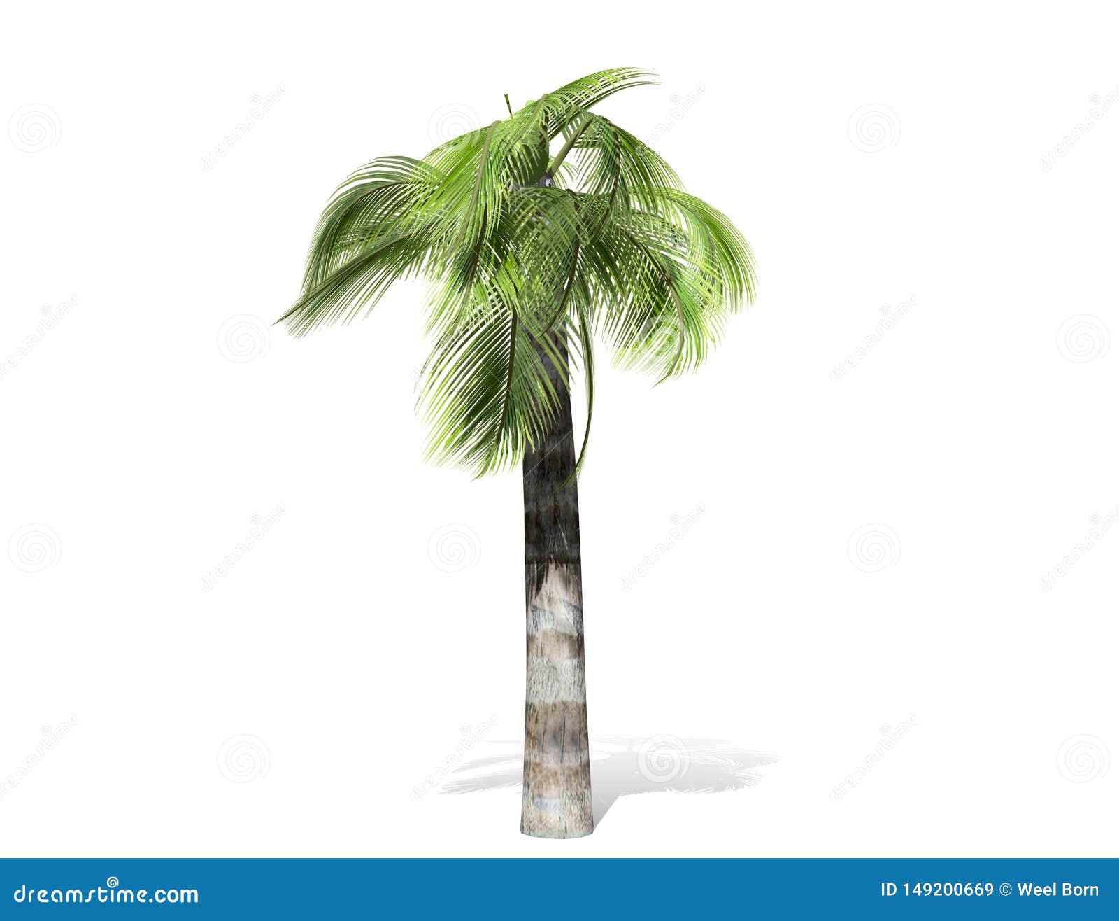 3D Rendering - Tall Coconut Tree Isolated Over a White Background Stock ...
