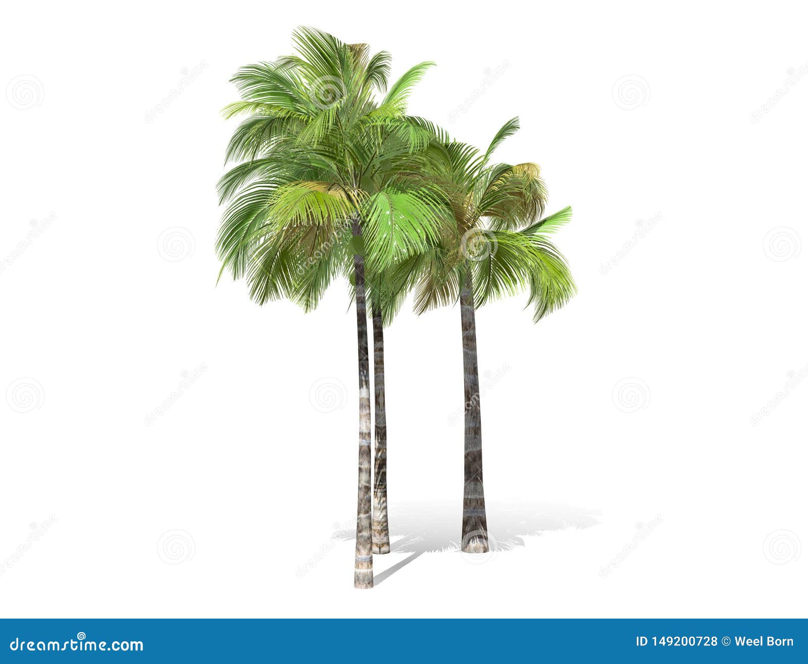 3D Rendering - Tall Coconut Tree Isolated Over a White Background Stock ...