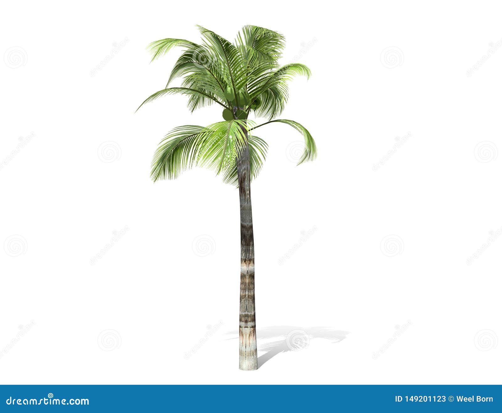 3D Rendering - Tall Coconut Tree Isolated Over a White Background Stock ...