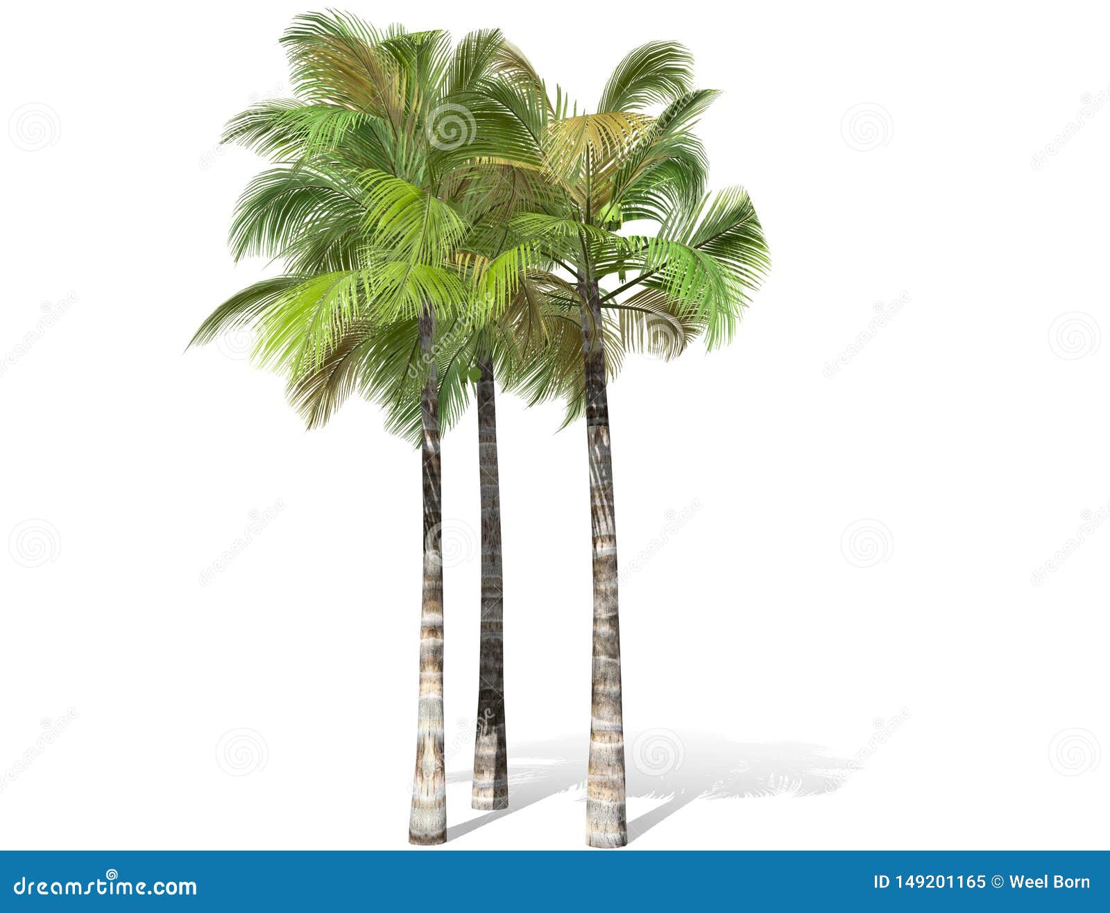 3D Rendering - Tall Coconut Tree Isolated Over A White Background Stock ...
