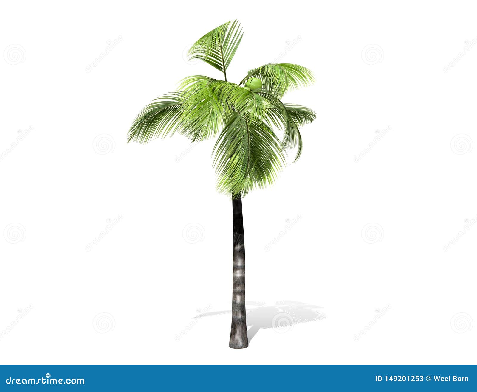 3D Rendering - Tall Coconut Tree Isolated Over a White Background Stock ...