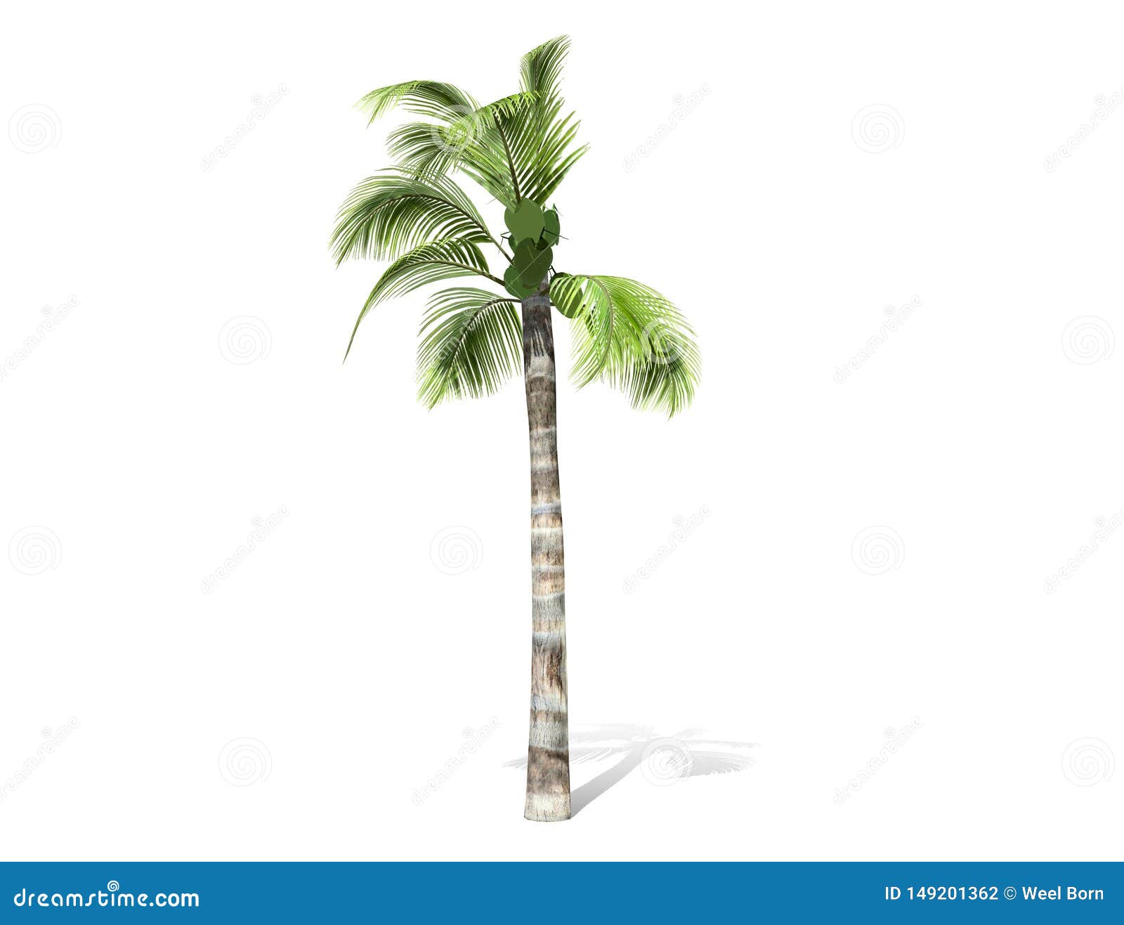 3D Rendering - Tall Coconut Tree Isolated Over a White Background Stock ...