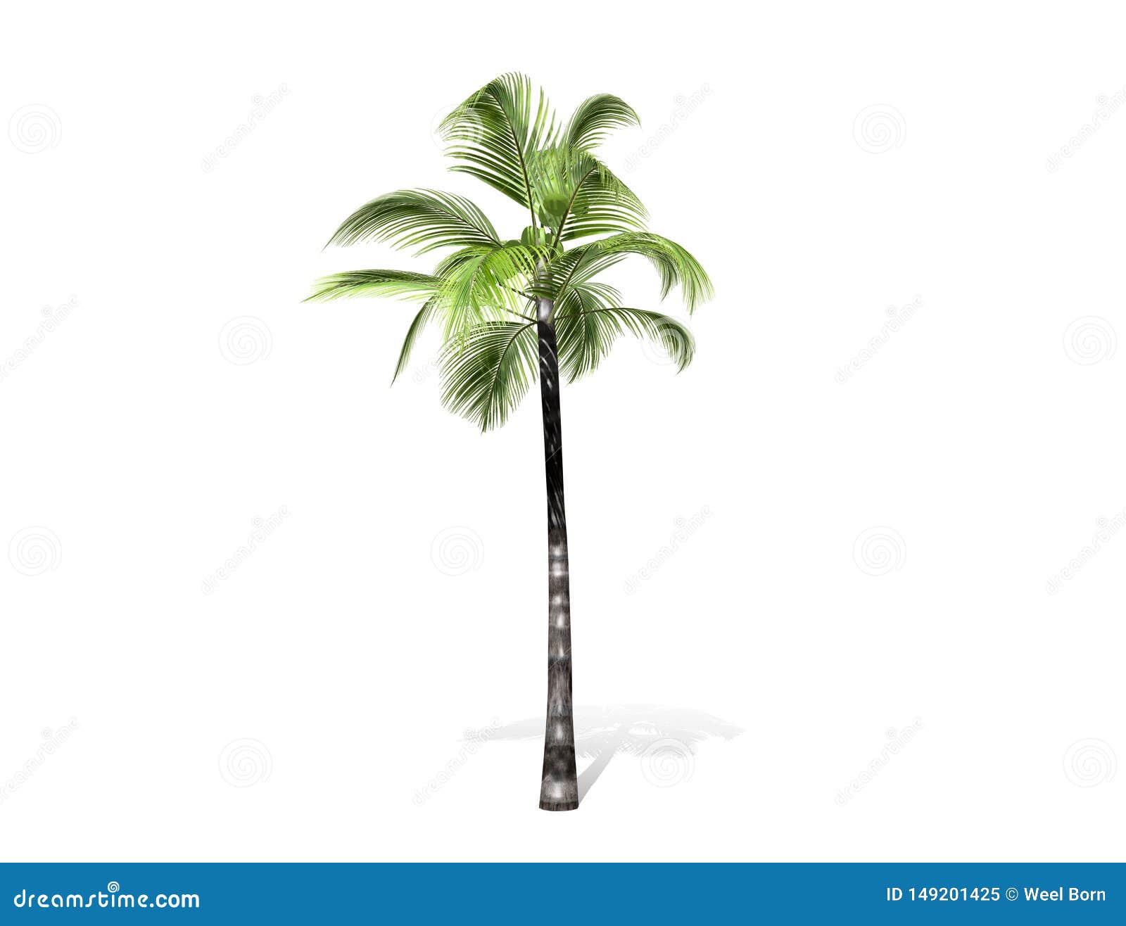 3D Rendering - Tall Coconut Tree Isolated Over A White Background Stock ...