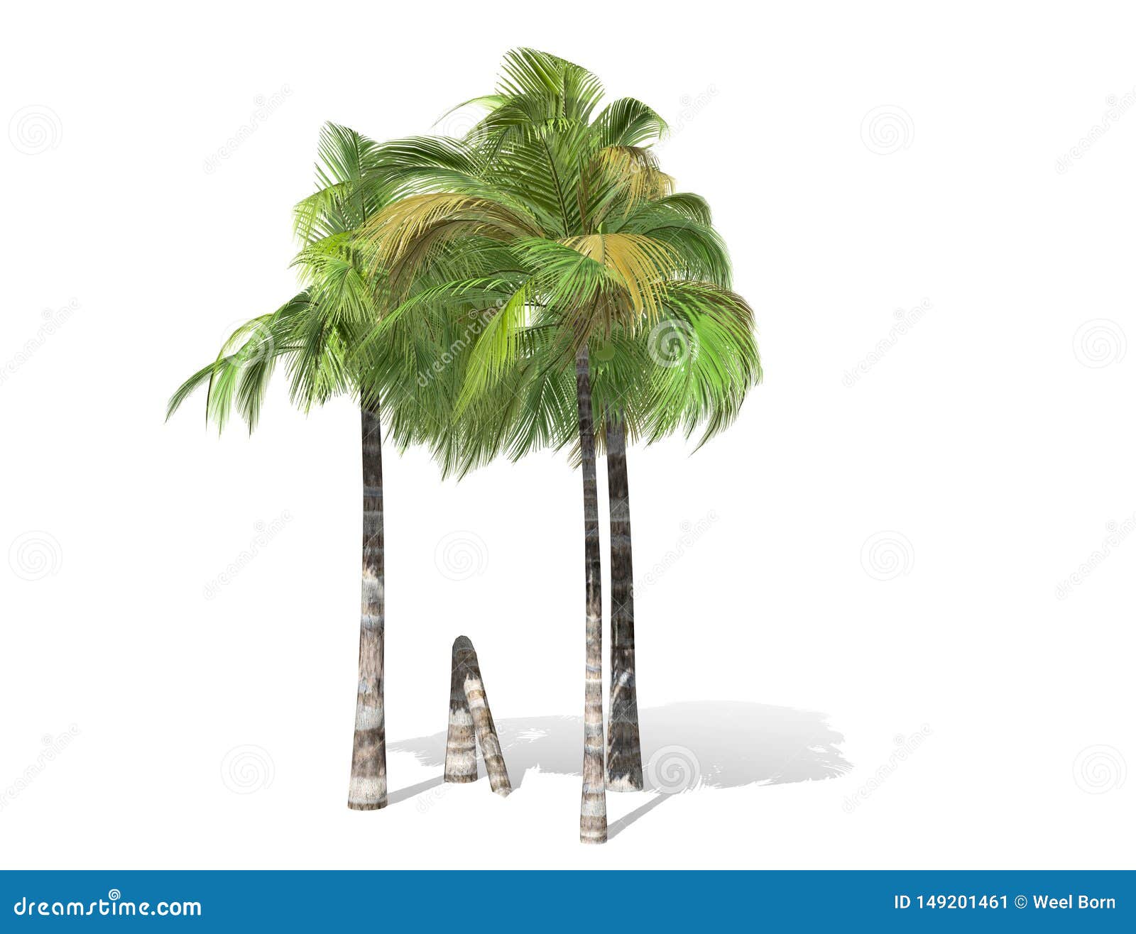 3D Rendering - Tall Coconut Tree Isolated Over A White Background Stock ...