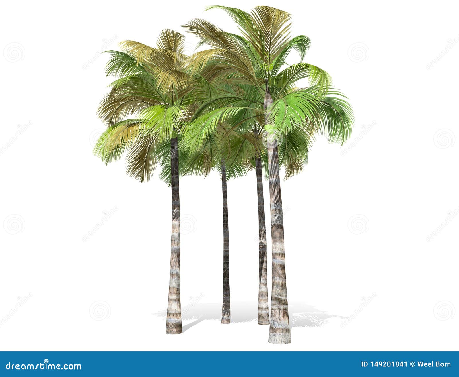 3D Rendering - Tall Coconut Tree Isolated Over A White Background Stock ...