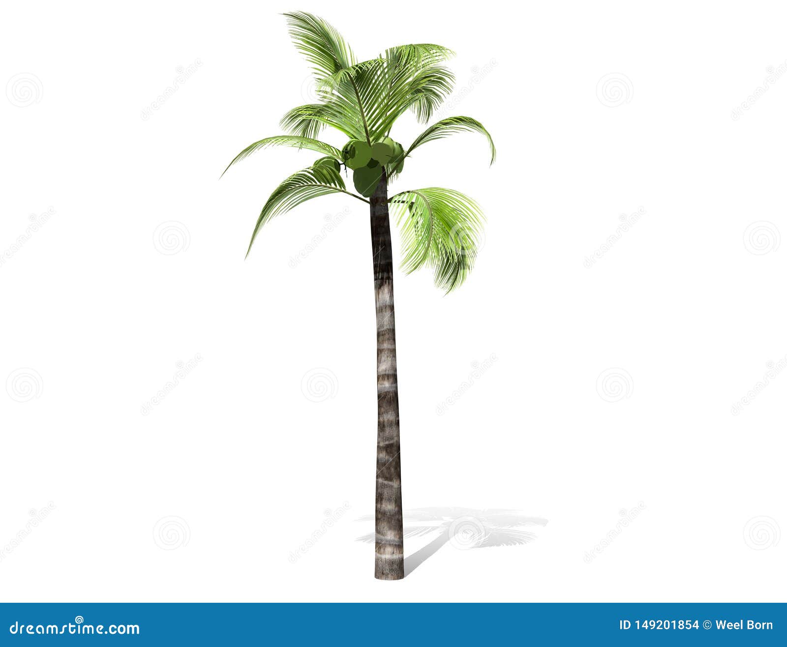 3D Rendering - Tall Coconut Tree Isolated Over A White Background Stock ...