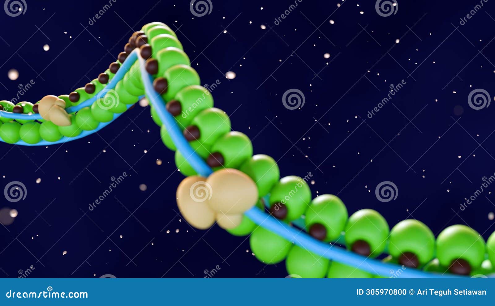 3d Rendering of Actin is the Main Protein Component of the Thin ...