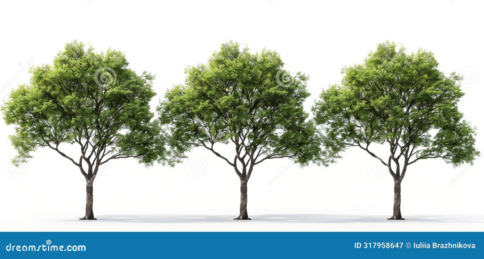3D Rendering of Three Trees Isolated on a White Background, with Green ...