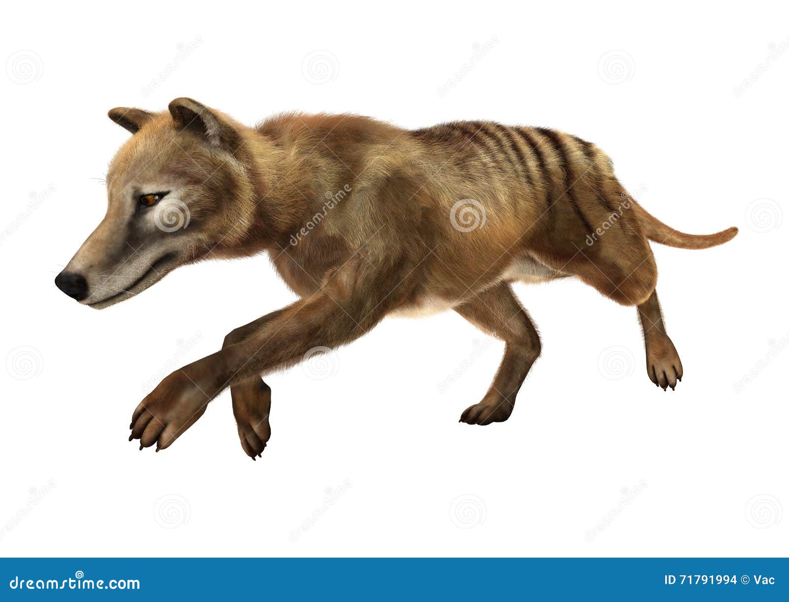 3D Rendering Thylacine On White Stock Illustration - Illustration of ...