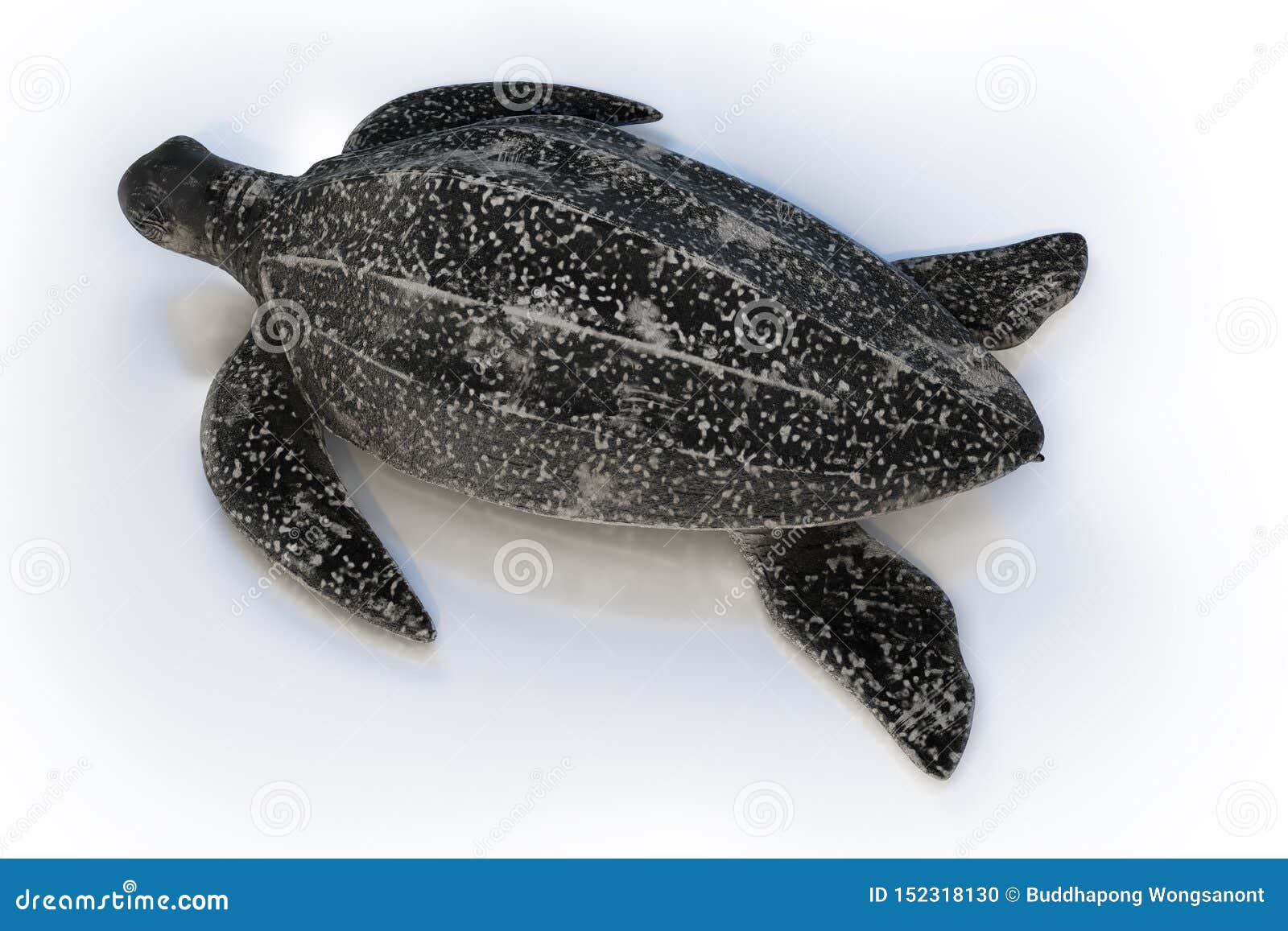 Sea Turtle Leatherback Cartoon Vector Illustration | CartoonDealer.com ...