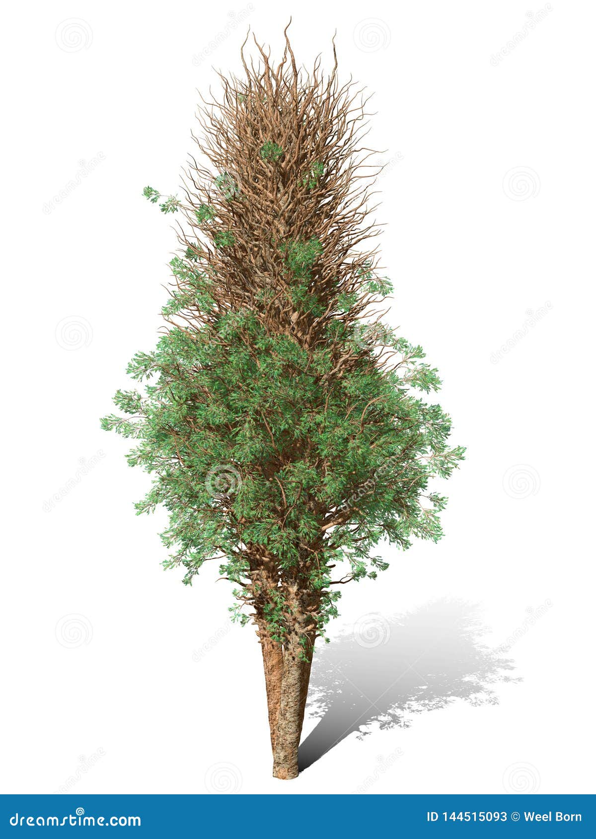 3D Rendering - a Tree Isolated Over a White Background Stock ...