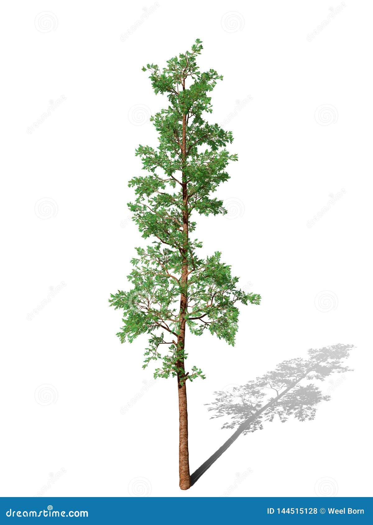 3D Rendering - a Tree Isolated Over a White Background Stock ...