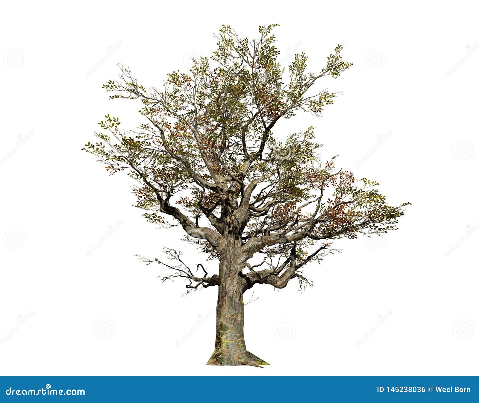 3D Rendering - a Tree Isolated Over a White Background Stock ...