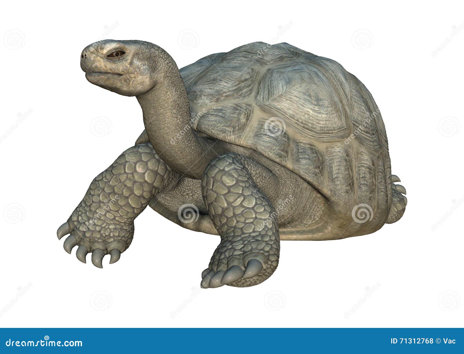 3D Rendering Turtle Galapagos Tortoise on White Stock Illustration ...