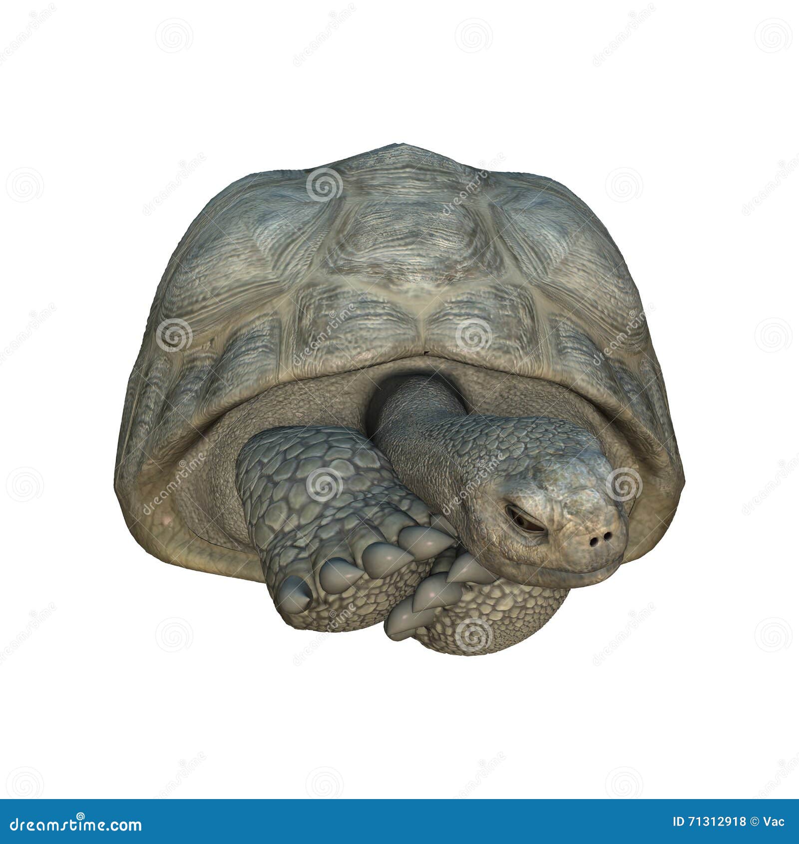 3D Rendering Turtle Galapagos Tortoise on White Stock Illustration ...