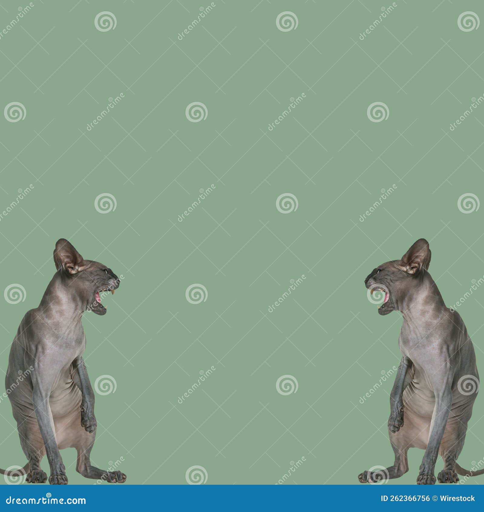 Cat Sfinks Stock Illustrations – 5 Cat Sfinks Stock Illustrations ...