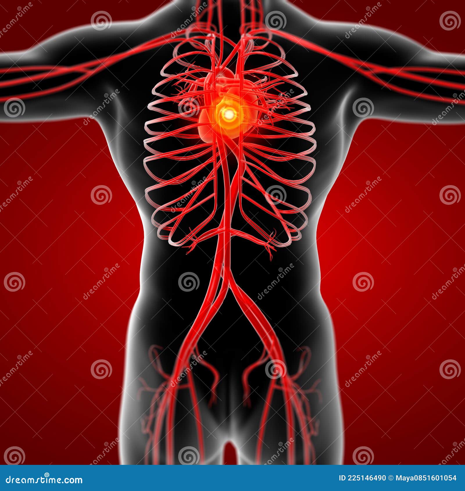 3d Rendering of Vascular System Stock Illustration - Illustration of ...