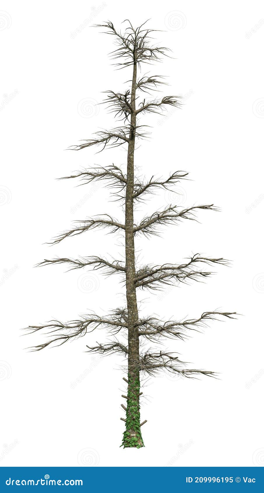 3D Rendering White Fir Tree on White Stock Illustration - Illustration ...